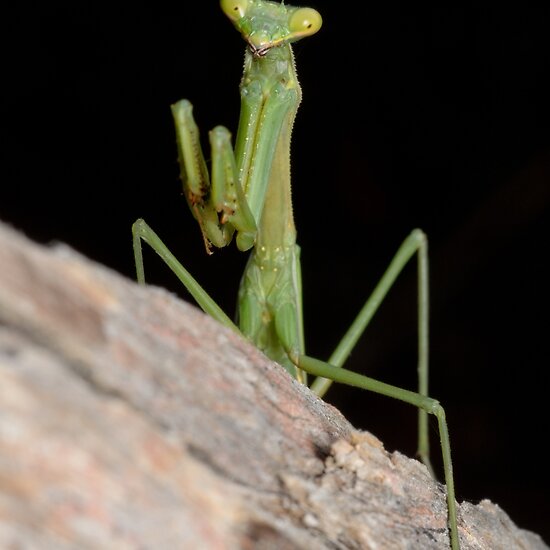 "False Garden Mantis - Pseudomantis albofimbriata" by Andrew Trevor ...