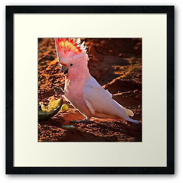 "Major Mitchell Cockatoo " by Stephen Ruane | Redbubble