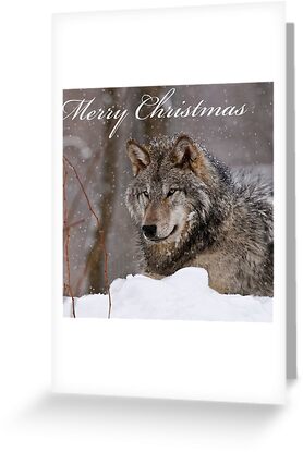 "Christmas Card - Timber Wolf " by Michael Cummings | Redbubble